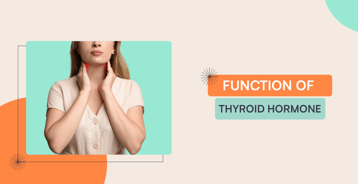 Function Of Thyroid Hormone: Human Body's Metabolic Maestro