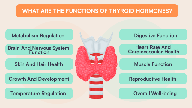 Function Of Thyroid Hormone: Human Body's Metabolic Maestro