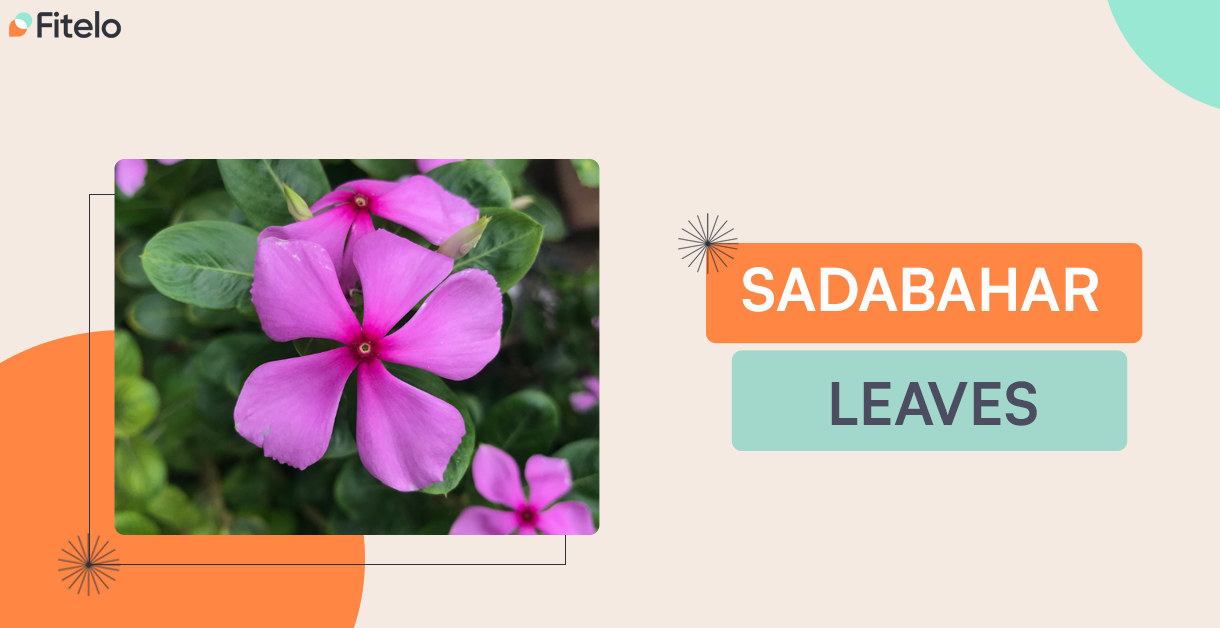 Sadabahar Leaves: Health Benefits for Diabetes and More